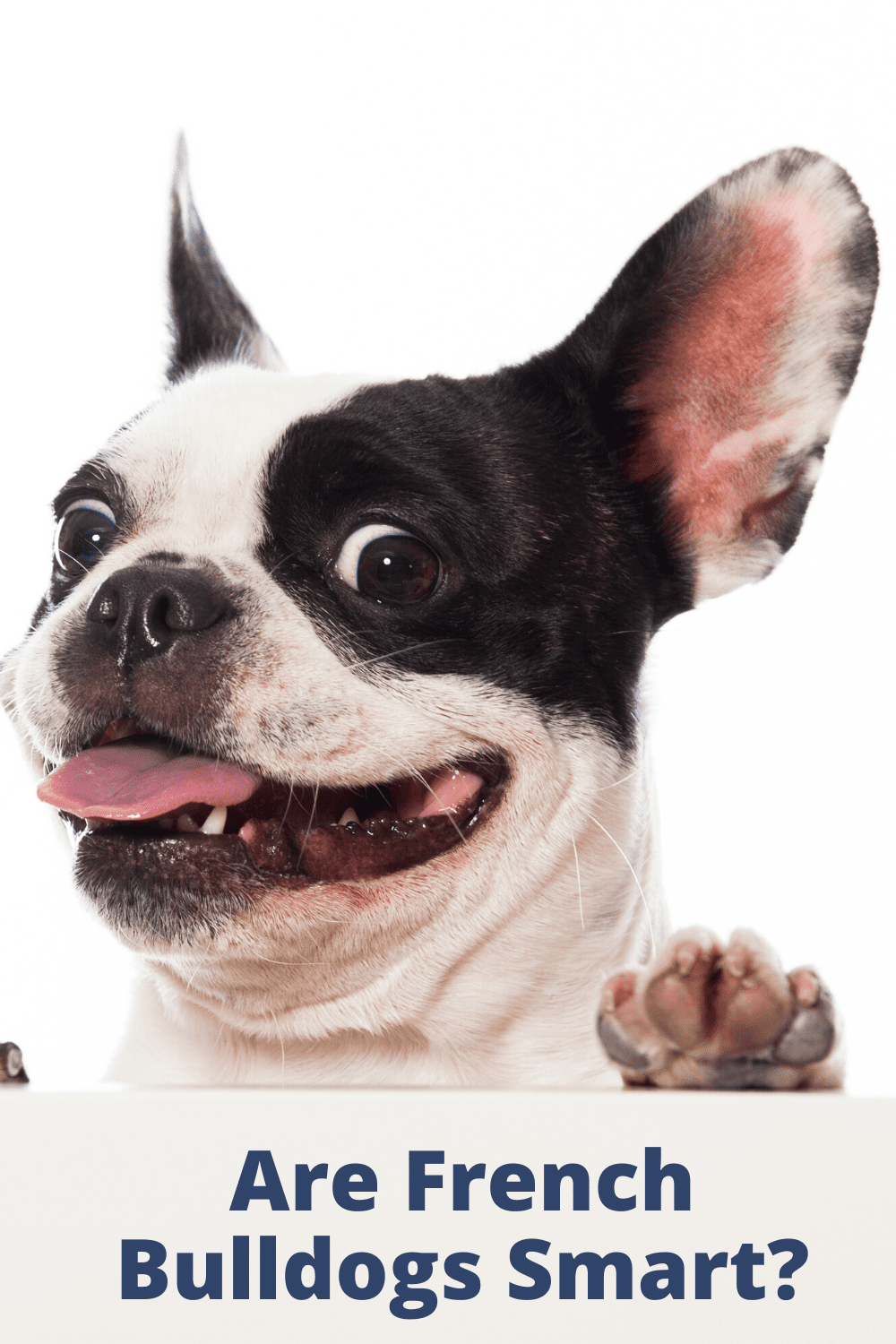 Are French Bulldogs Smart? Unveiling Their Intelligent Side - Talk to Dogs