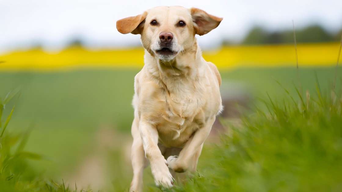 Labrador Retriever Breed Information - Talk to Dogs
