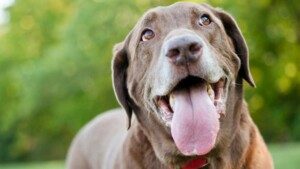 Labrador Retriever Breed Information - Talk to Dogs