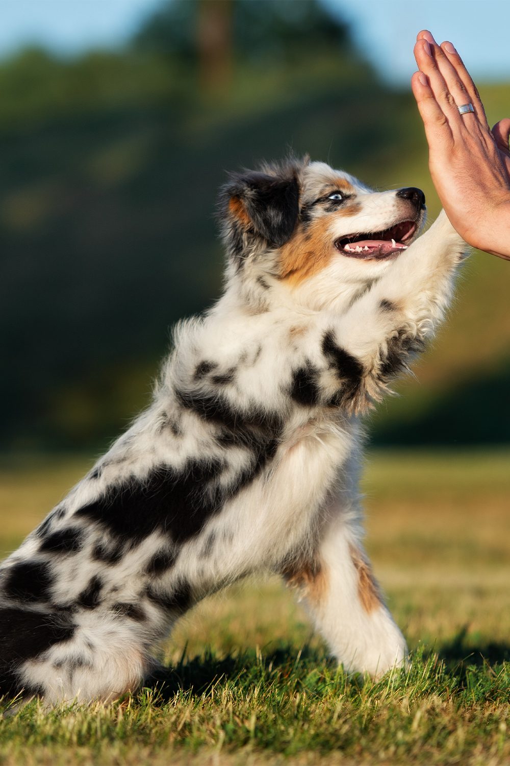 Australian Shepherd Dogs - Talk to Dogs