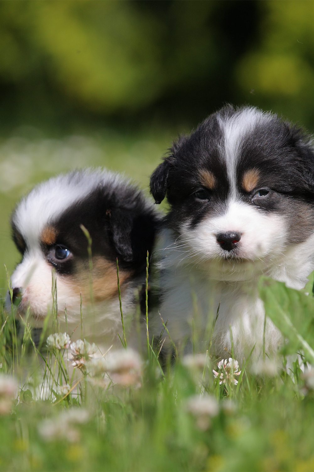 Australian Shepherd Dogs - Talk to Dogs