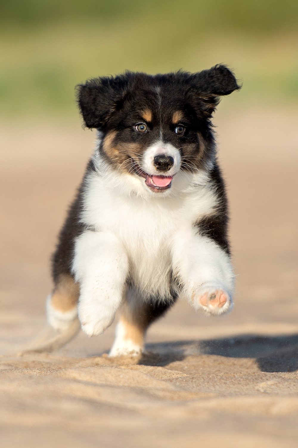 Australian Shepherd Dogs - Talk to Dogs