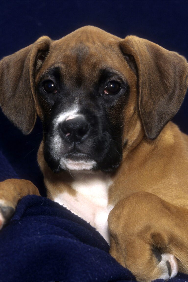 Boxer Puppies (25 Beautiful Boxer Babies) - Talk to Dogs