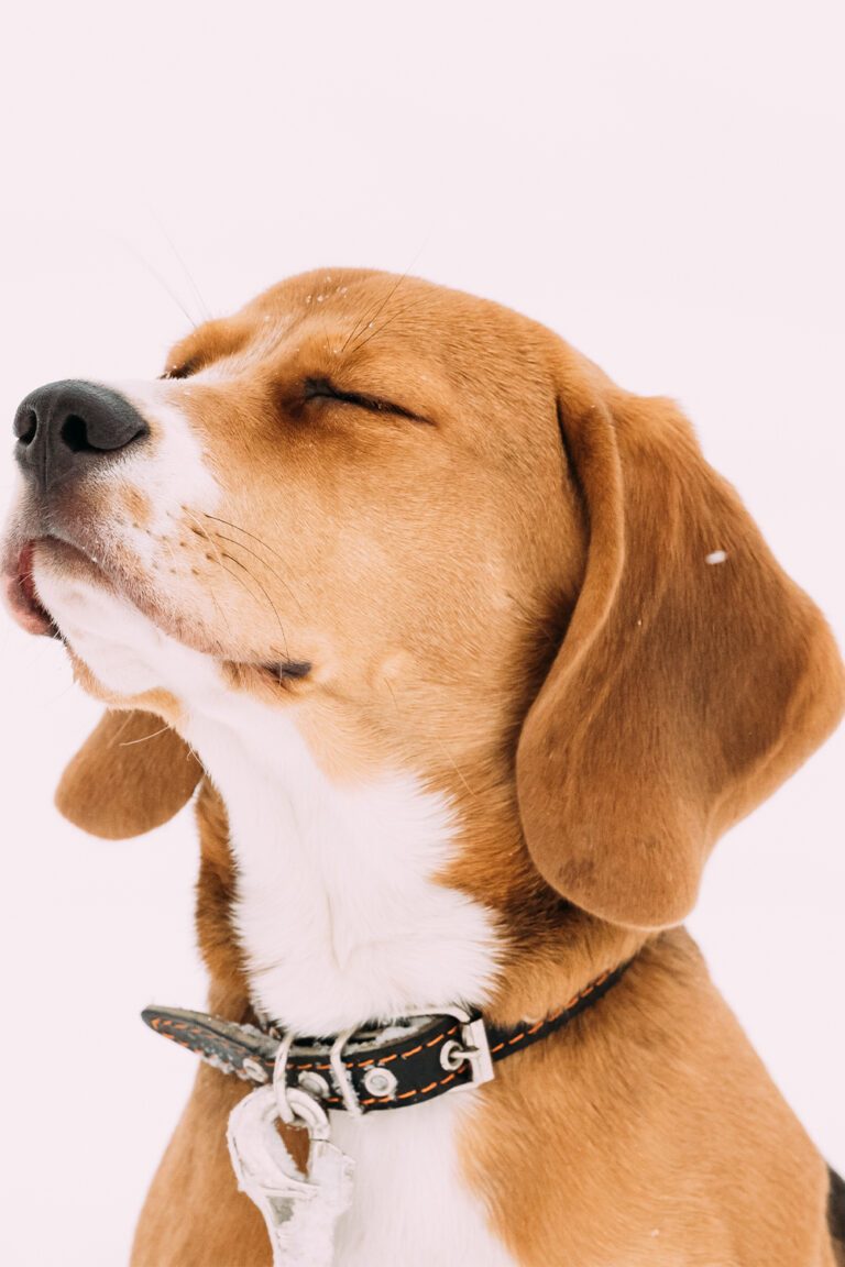 25 Beautiful Beagle Dogs - Talk to Dogs