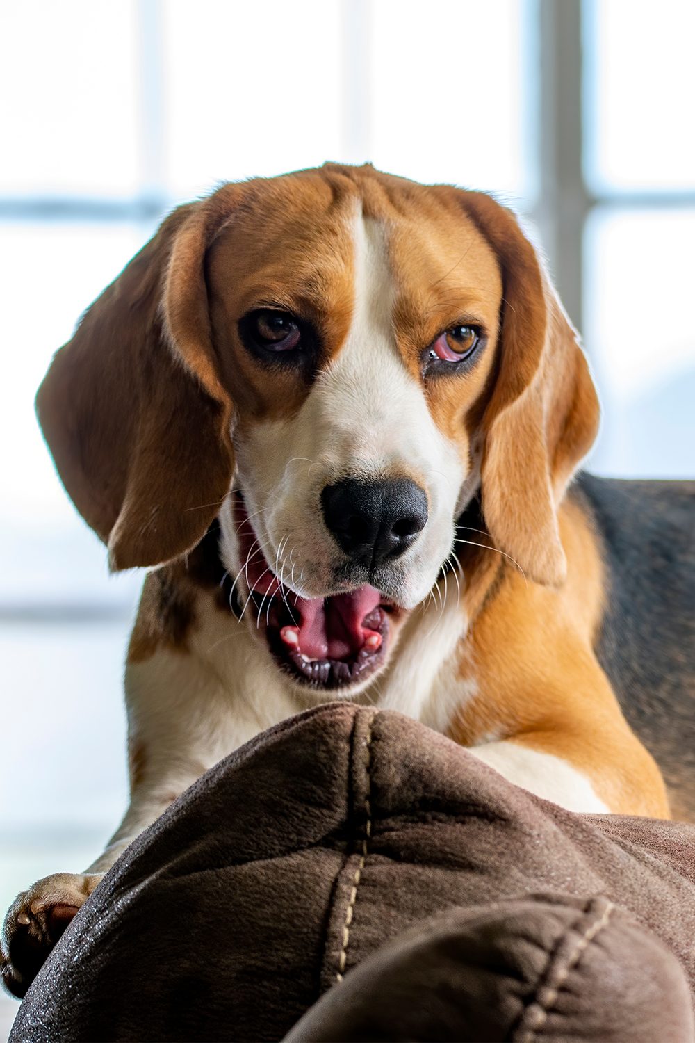 25 Beautiful Beagle Dogs - Talk to Dogs