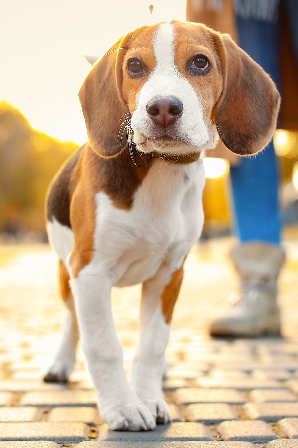 25 Beautiful Beagle Dogs - Talk to Dogs