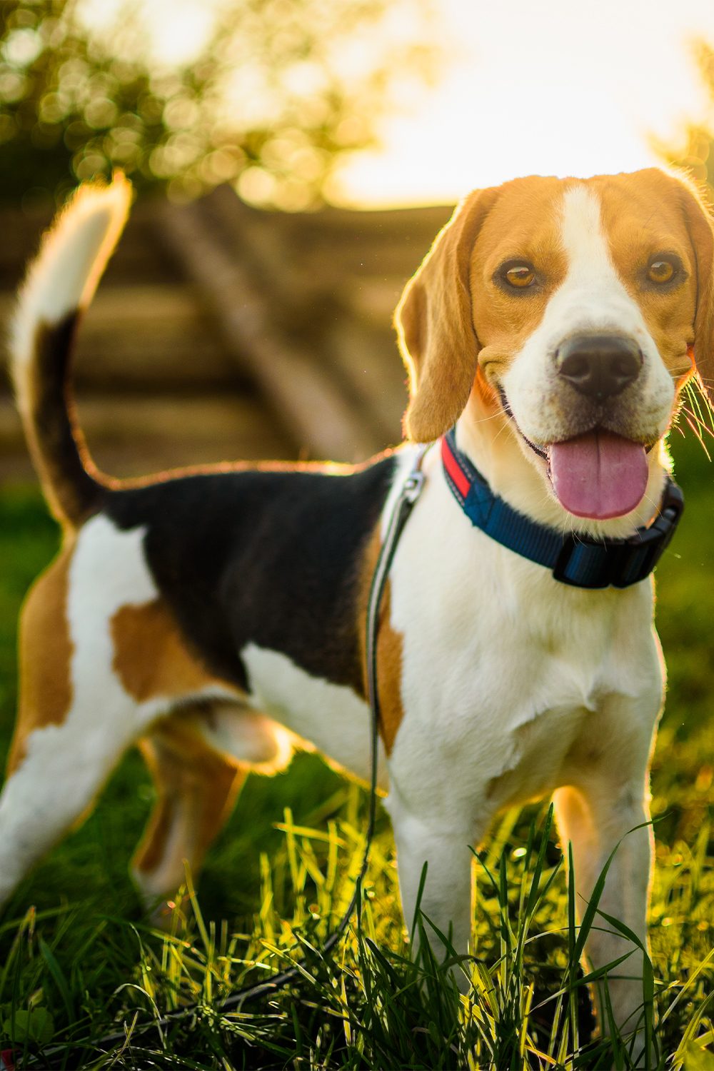 25 Beautiful Beagle Dogs - Talk to Dogs