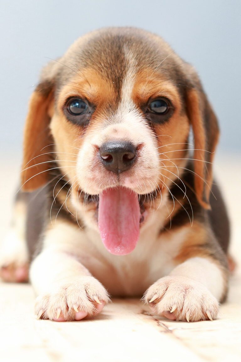 25 Beautiful Beagle Dogs - Talk to Dogs