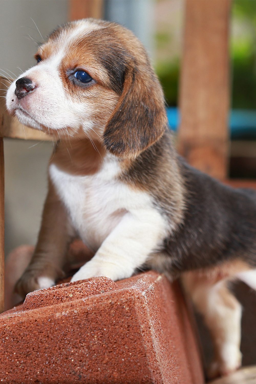 25 Beautiful Beagle Dogs - Talk to Dogs