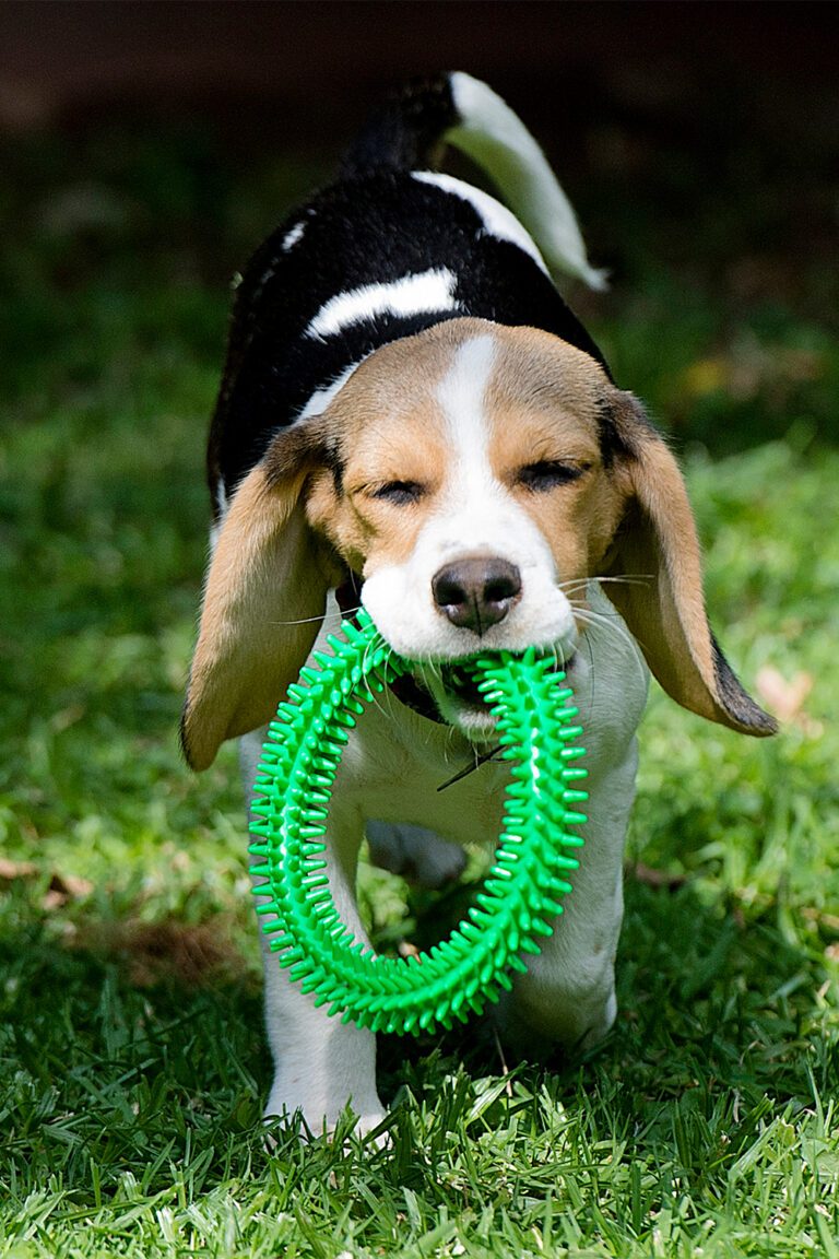 Beagle Puppies (25 Beautiful Beagles) - Talk to Dogs