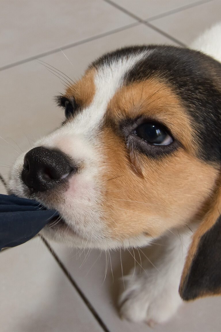 Beagle Puppies (25 Beautiful Beagles) - Talk to Dogs