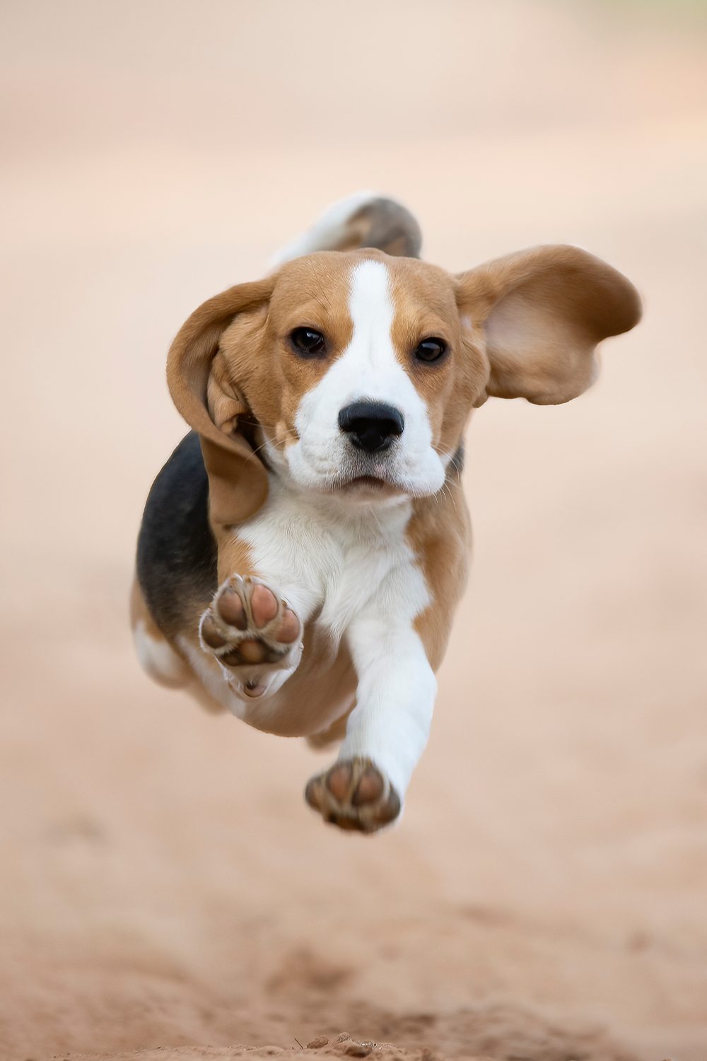 25 Beautiful Beagle Dogs - Talk to Dogs