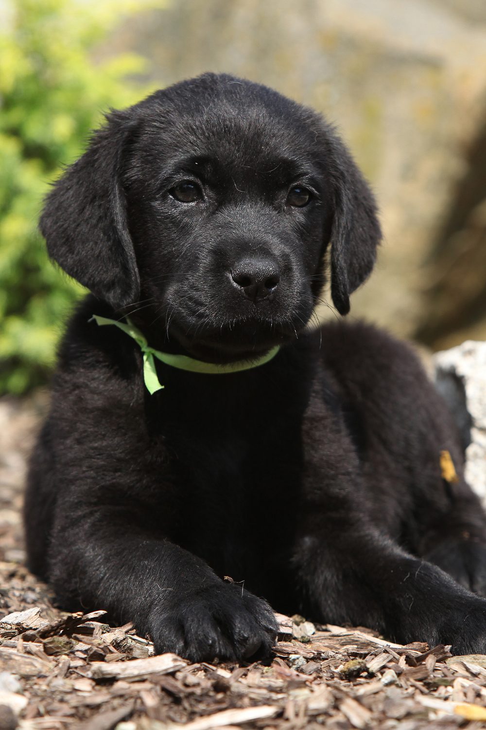 Labrador Retriever Puppies (25 cute and cuddly pups) - Talk to Dogs