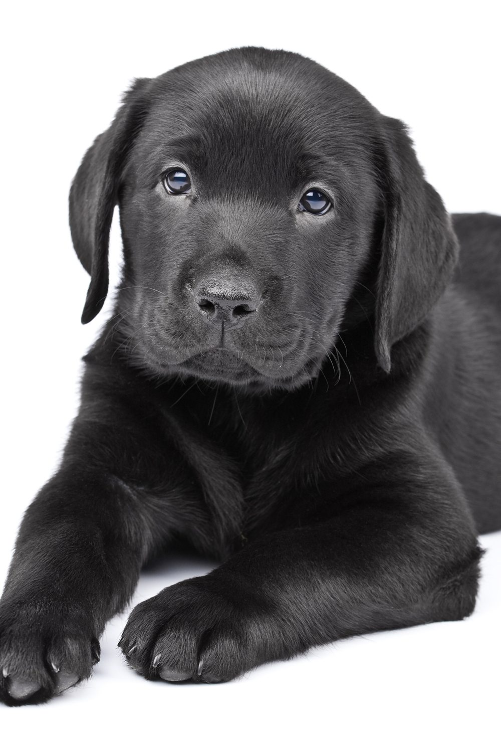 Labrador Retriever Puppies (25 cute and cuddly pups) - Talk to Dogs