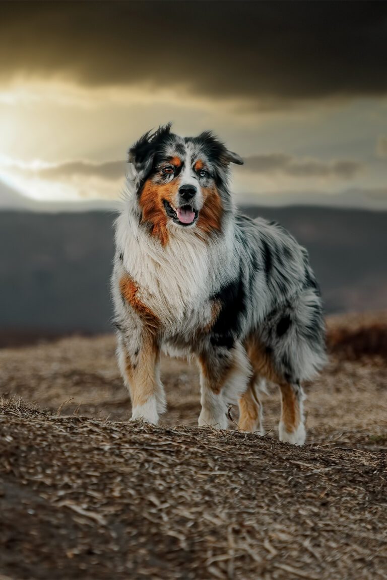 Australian Shepherd Dogs - Talk to Dogs