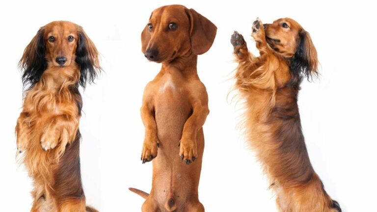 French Bulldog Colors: A Comprehensive Guide with Images - Talk to Dogs