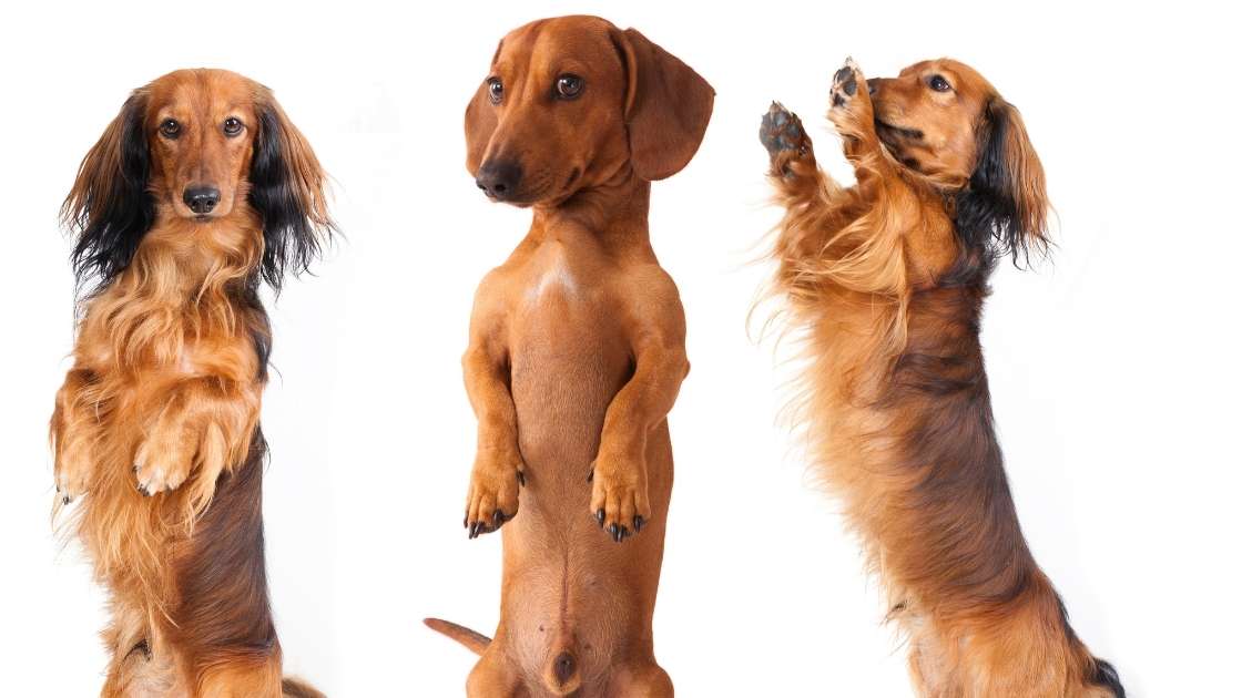 Boxer Dog Facts: Unraveling the Mystery of This Mischievous Canine ...