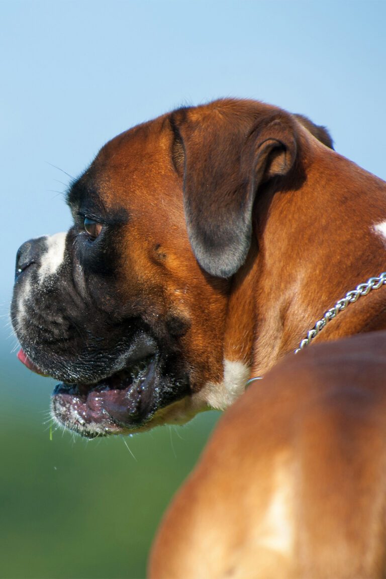 Beautiful Boxer Dogs (27 Amazing Pics) - Talk to Dogs