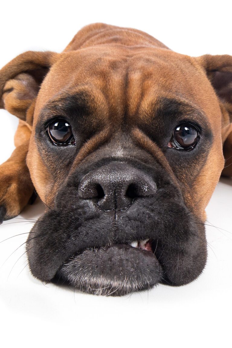 Beautiful Boxer Dogs (27 Amazing Pics) - Talk to Dogs