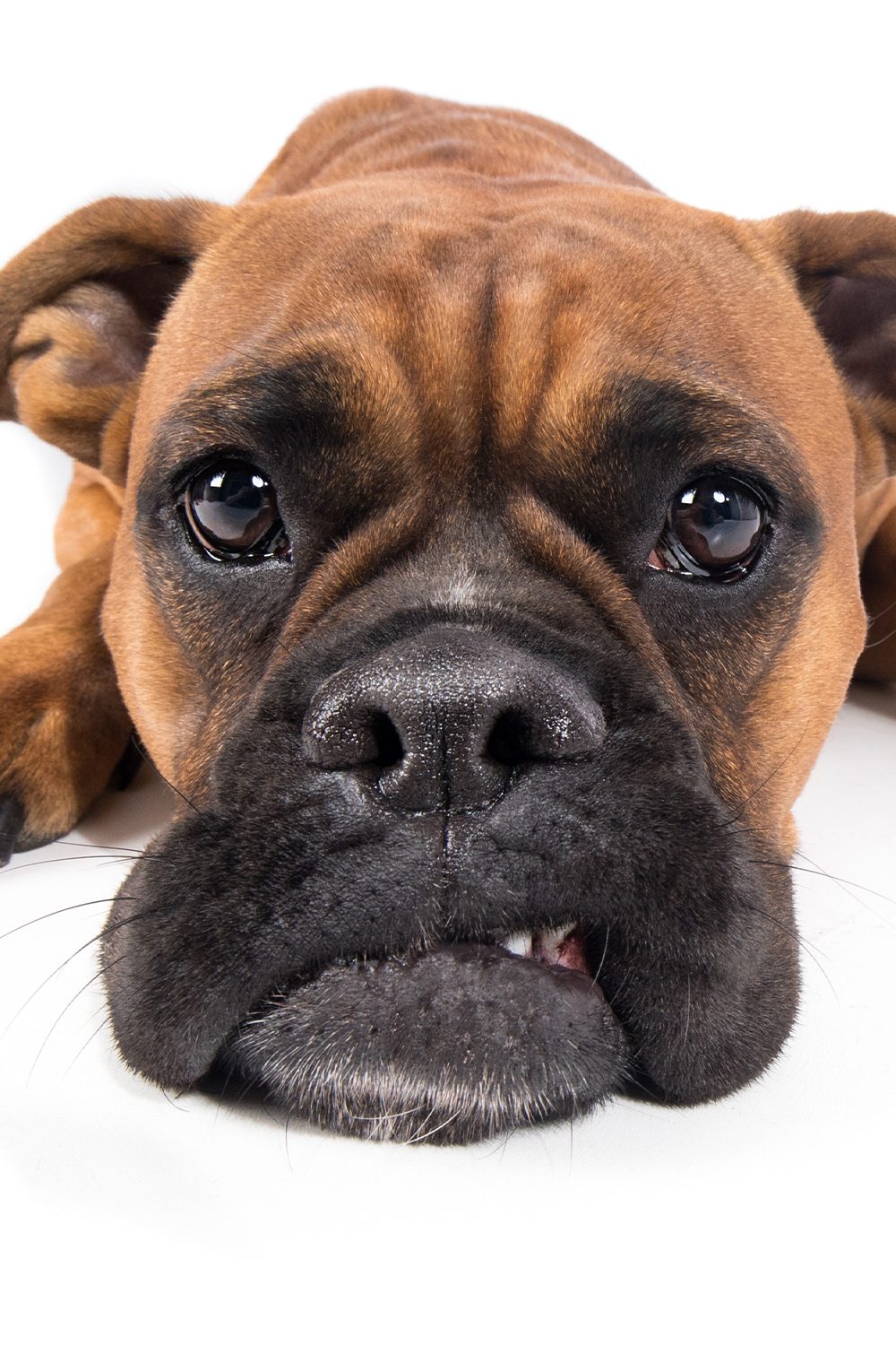 Beautiful Boxer Dogs (27 Amazing Pics) - Talk to Dogs