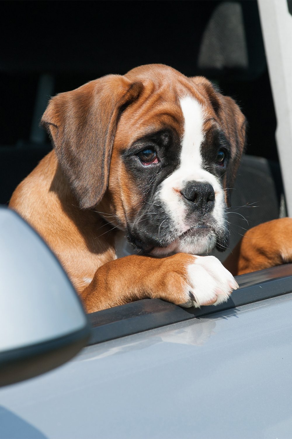 Beautiful Boxer Dogs (27 Amazing Pics) - Talk to Dogs