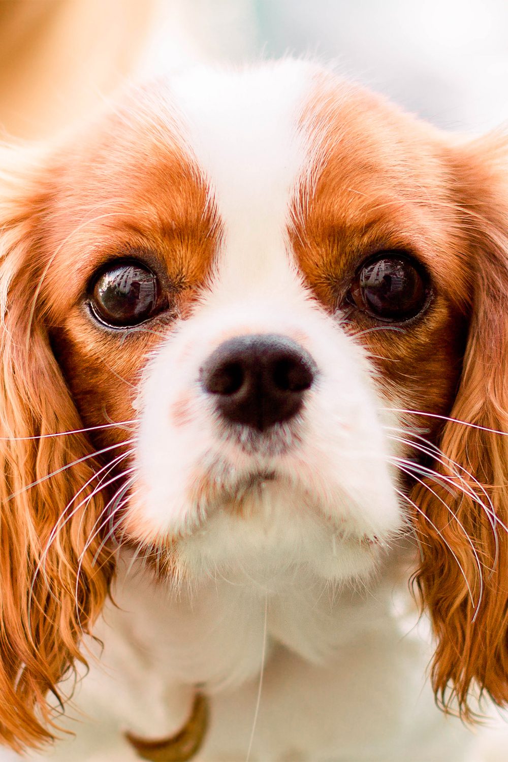 Cavalier King Charles Spaniel (18 Cute Cavies) - Talk to Dogs