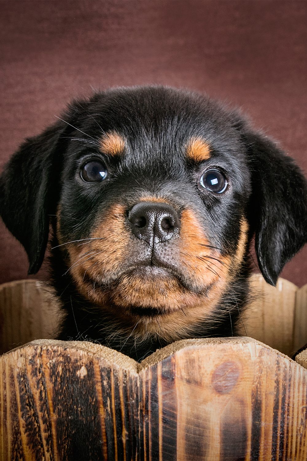 Rottweiler Puppies (25 Gorgeous Pups) - Talk to Dogs