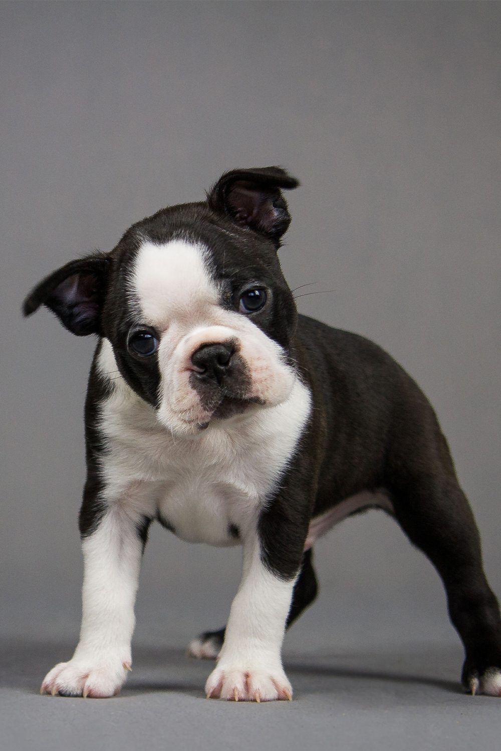 25 Boston Terrier Dogs - Talk to Dogs