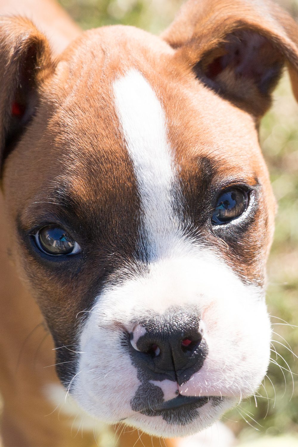 Boxer Puppies (25 Beautiful Boxer Babies) - Talk to Dogs