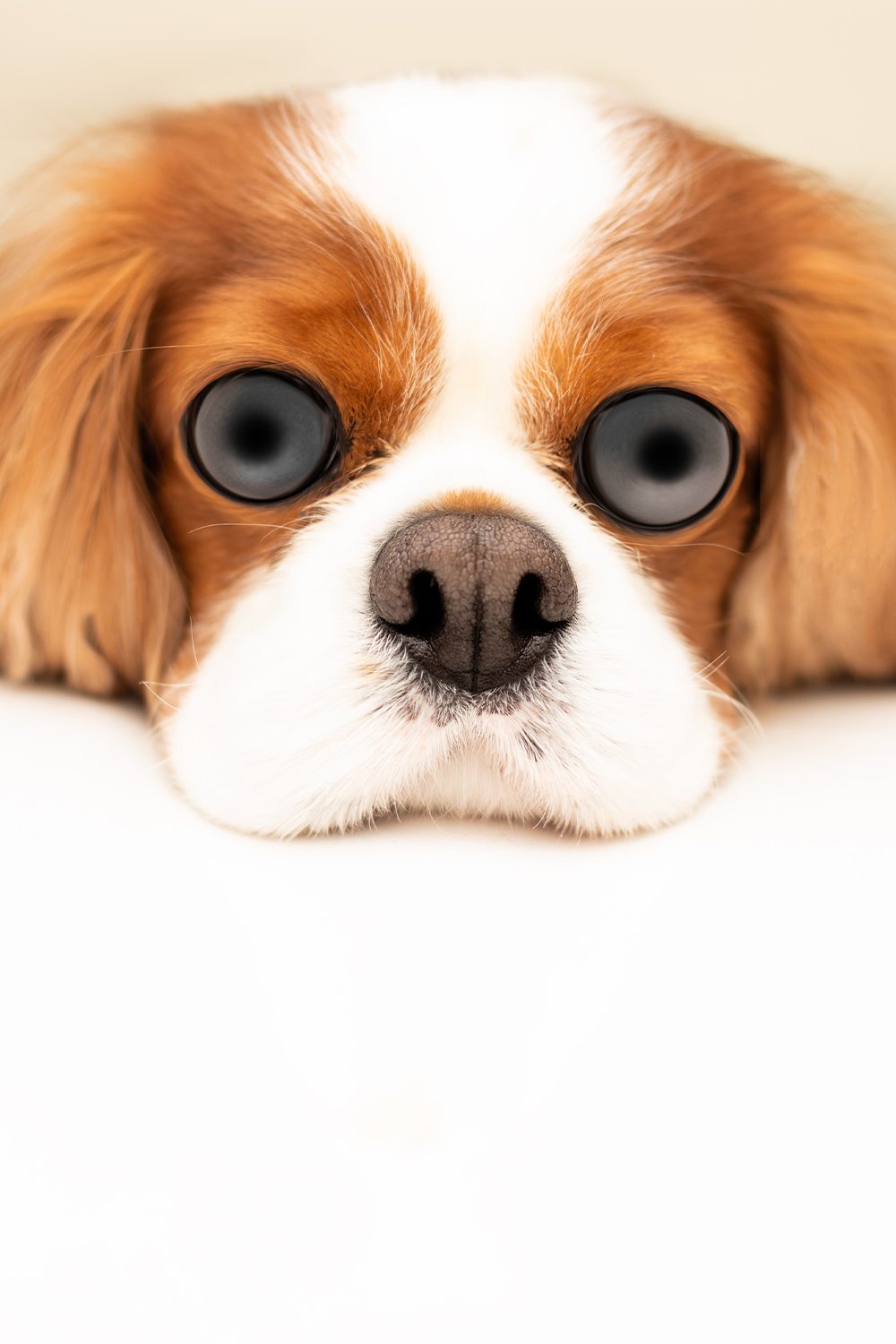 Cavalier King Charles Spaniel (18 Cute Cavies) - Talk to Dogs