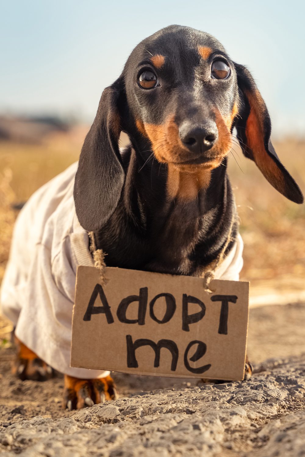 Dachshund Puppies (25 Cute Doxies) - Talk to Dogs