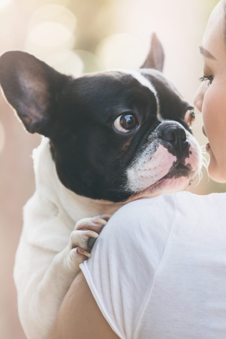 25 French Bulldogs (Cute and Cuddly) - Talk to Dogs