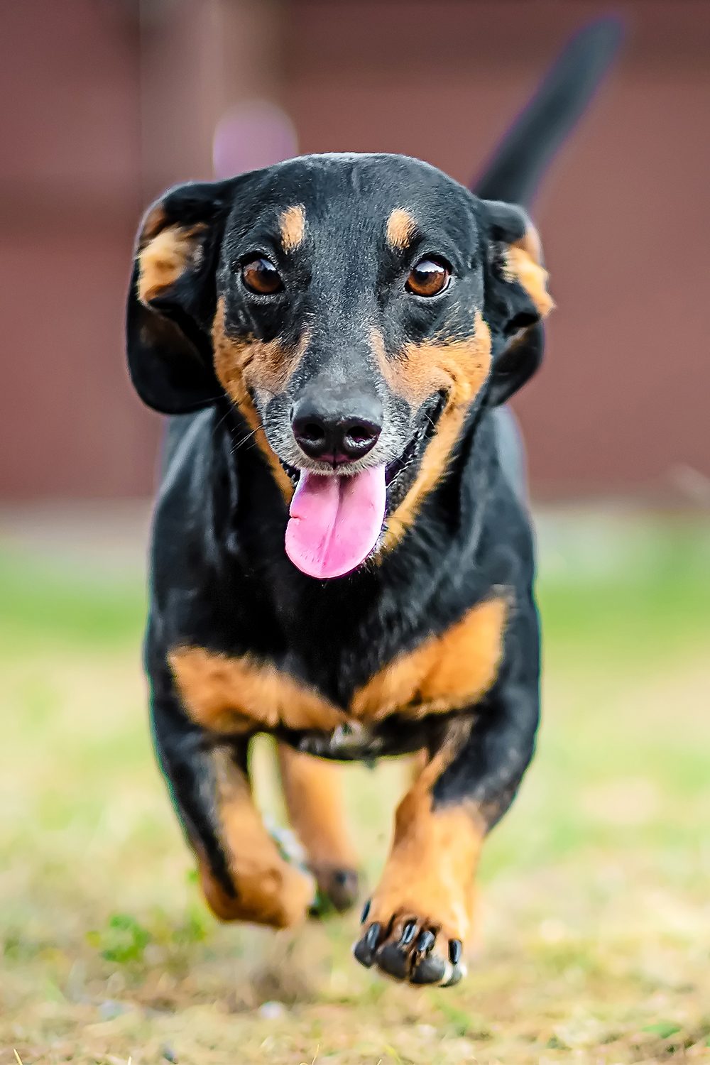 Dachshund Dogs (27 Wonderful Weiner Dogs) - Talk to Dogs