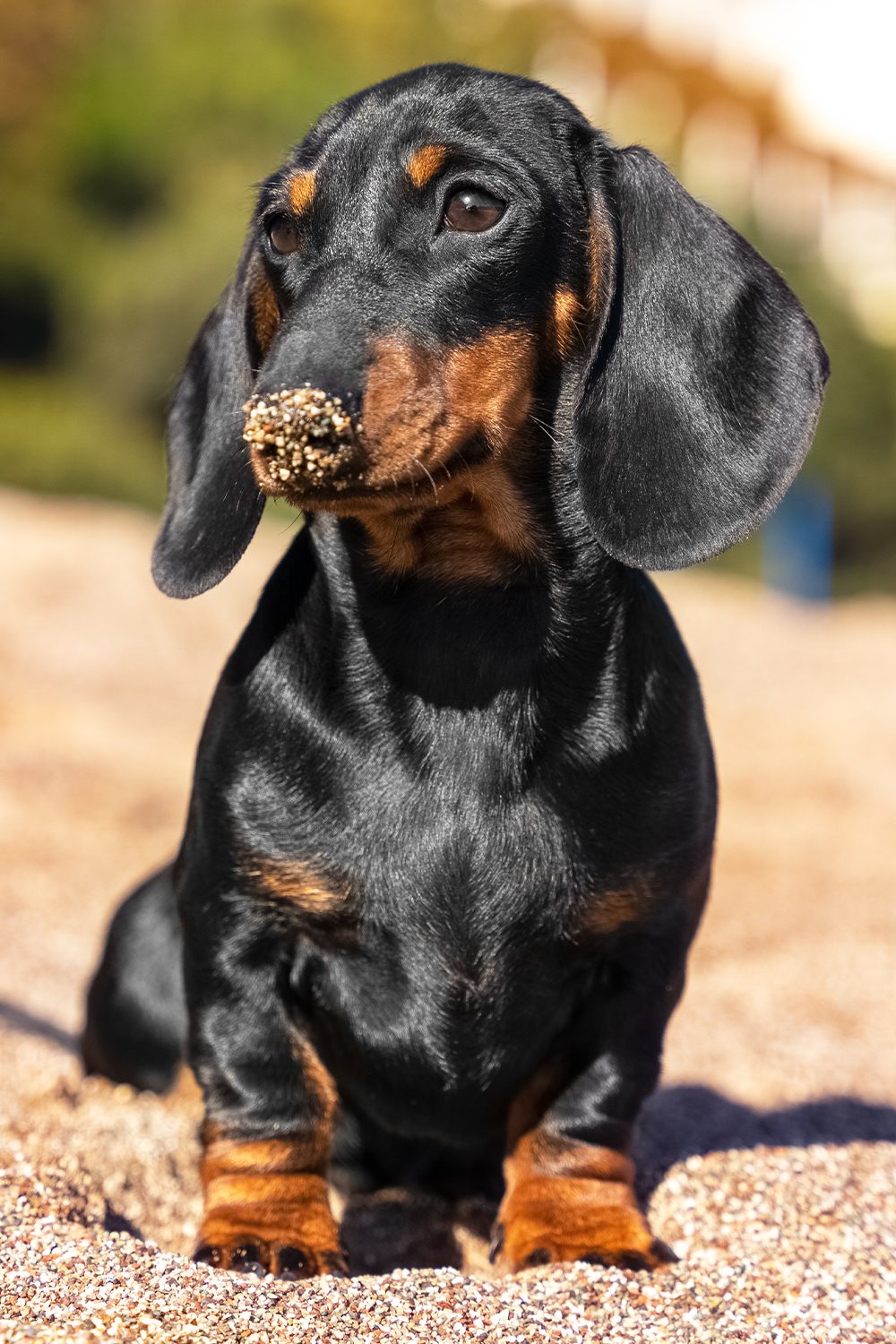 Dachshund Puppies (25 Cute Doxies) - Talk to Dogs