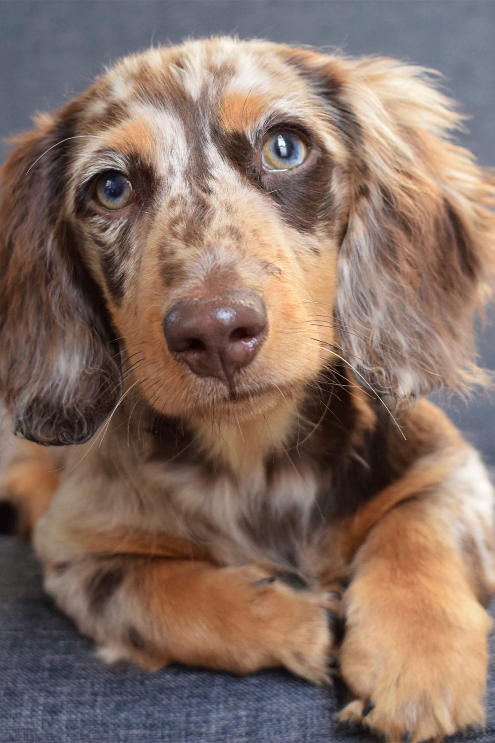 Dachshund Dogs (27 Wonderful Weiner Dogs) - Talk to Dogs