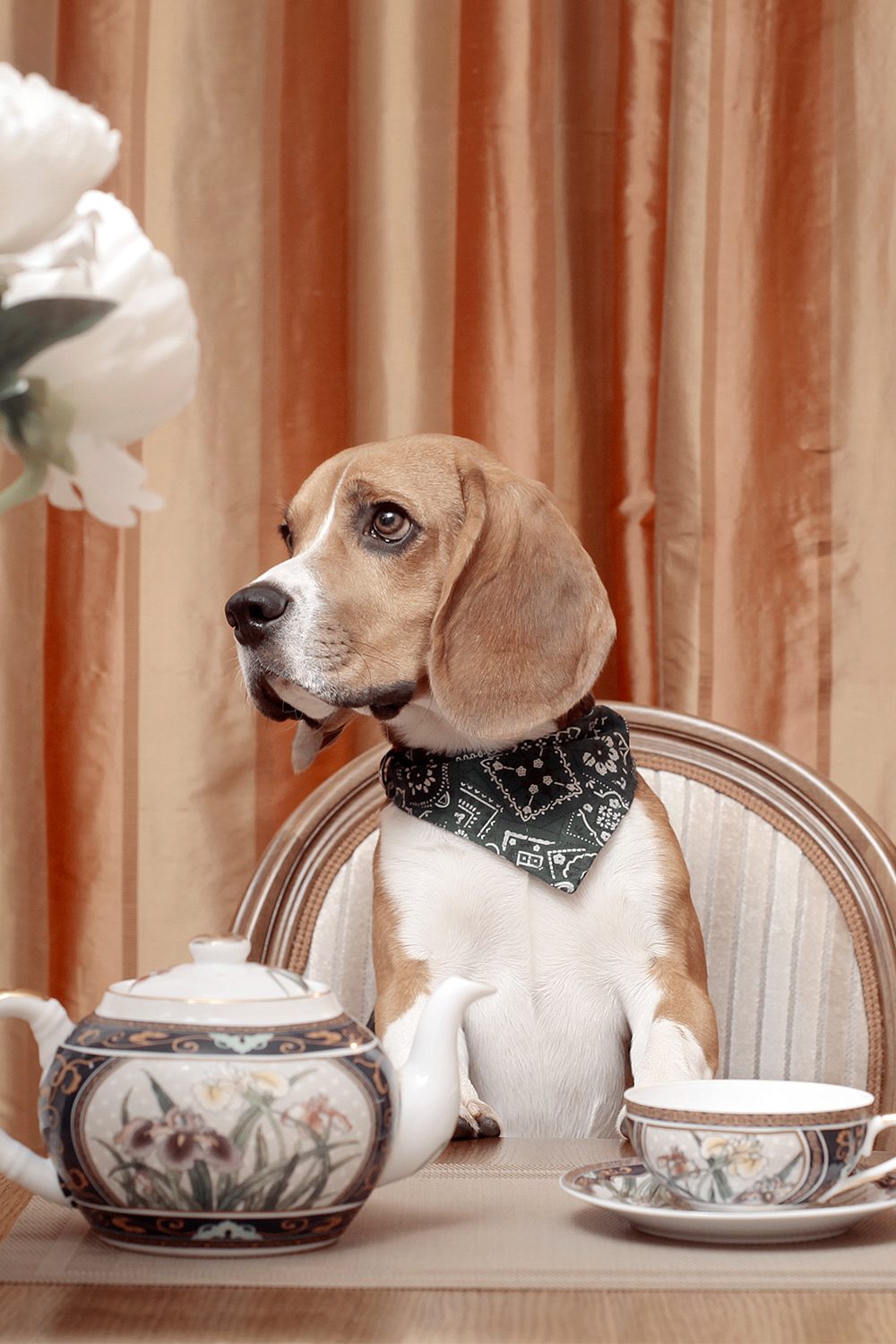 25 Beautiful Beagle Dogs - Talk to Dogs