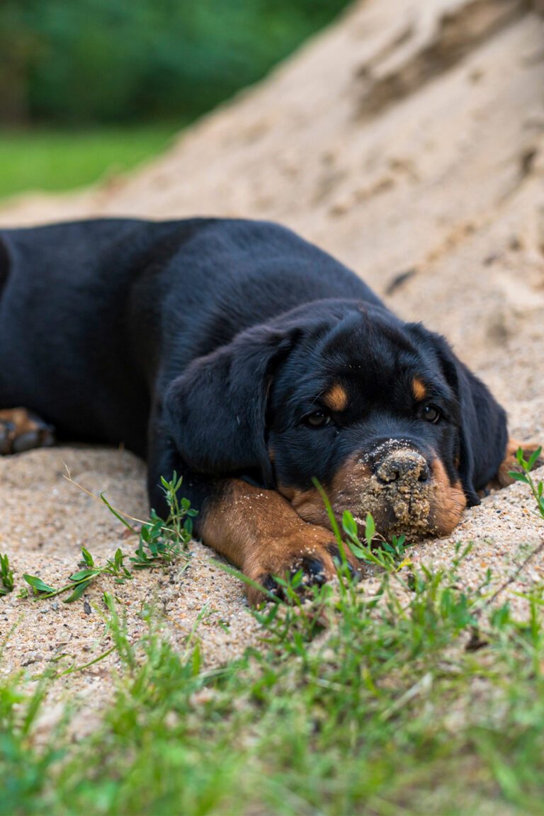 Rottweiler Puppies (25 Gorgeous Pups) - Talk to Dogs