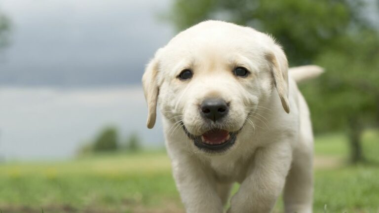 Talk to Dogs - Speak their language