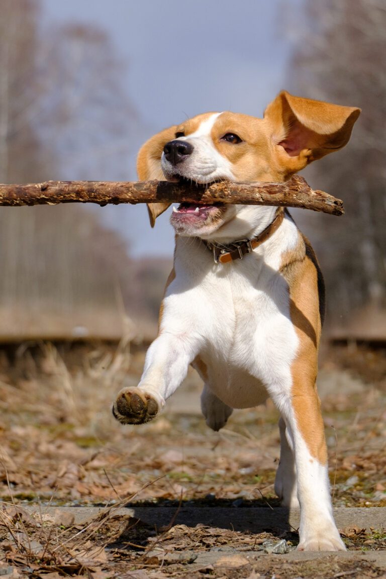 25 Beautiful Beagle Dogs - Talk to Dogs