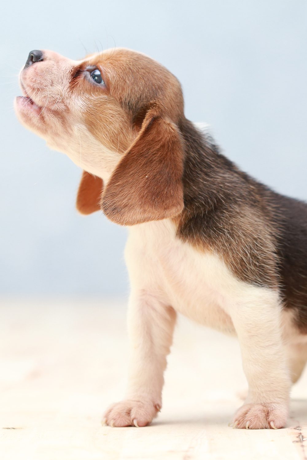 25 Beautiful Beagle Dogs - Talk to Dogs