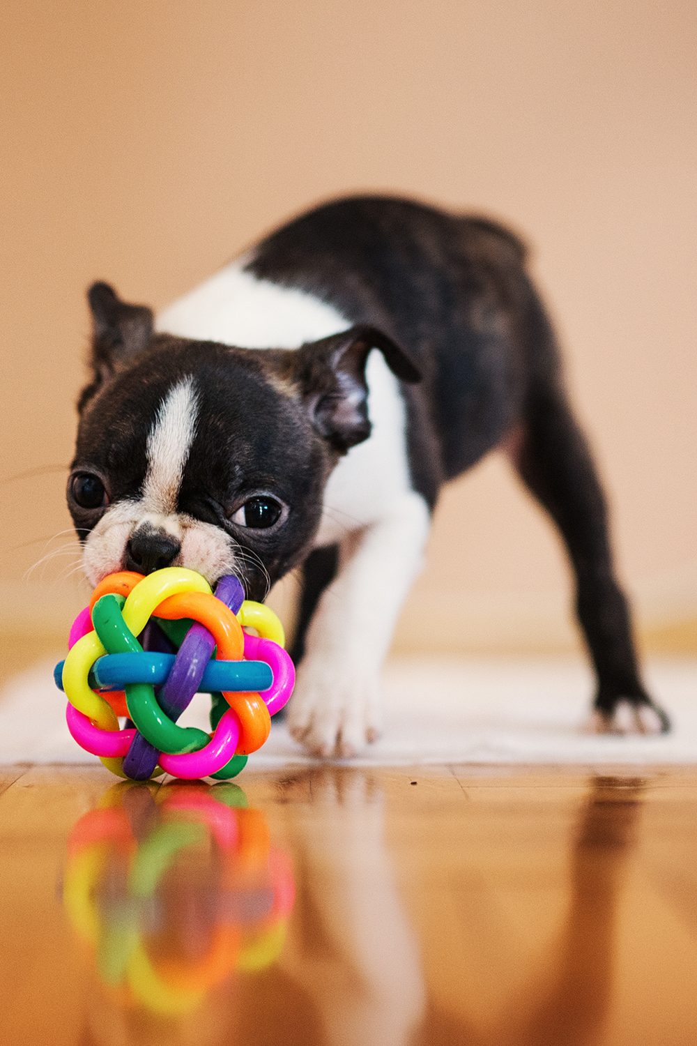 25 Boston Terrier Dogs - Talk to Dogs