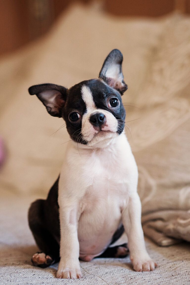25 Boston Terrier Dogs - Talk to Dogs