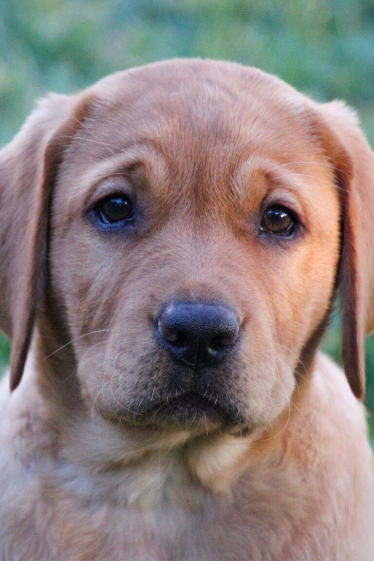 Labrador Retriever Puppies (25 cute and cuddly pups) - Talk to Dogs