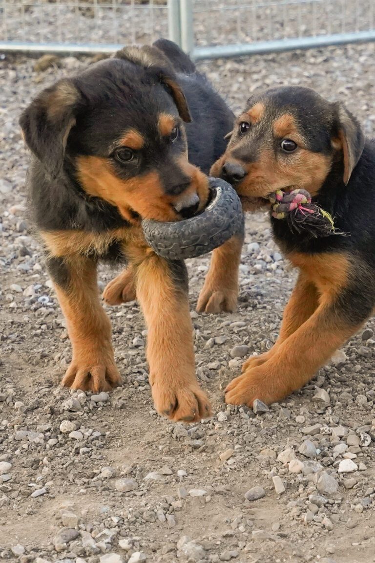 Rottweiler Puppies (25 Gorgeous Pups) - Talk to Dogs