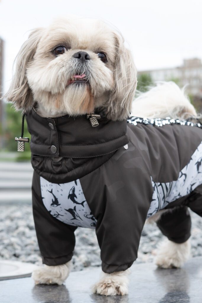Cute Shih Tzu Dogs (25 Sensational Shih Tzus) - Talk to Dogs