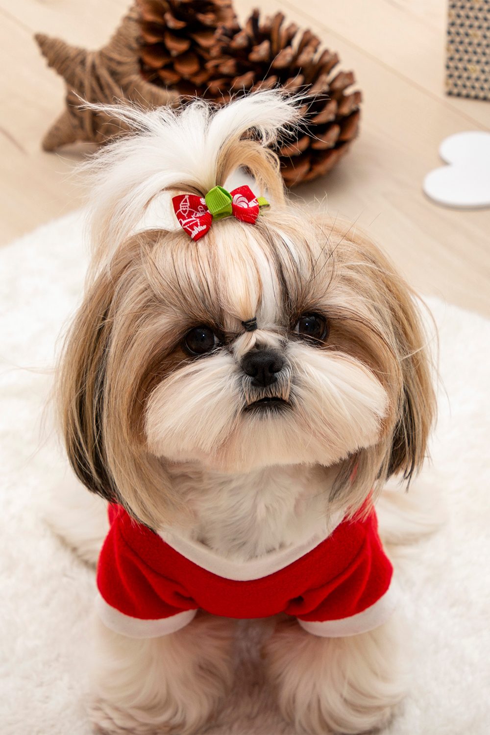 Cute Shih Tzu Dogs (25 Sensational Shih Tzus) - Talk to Dogs