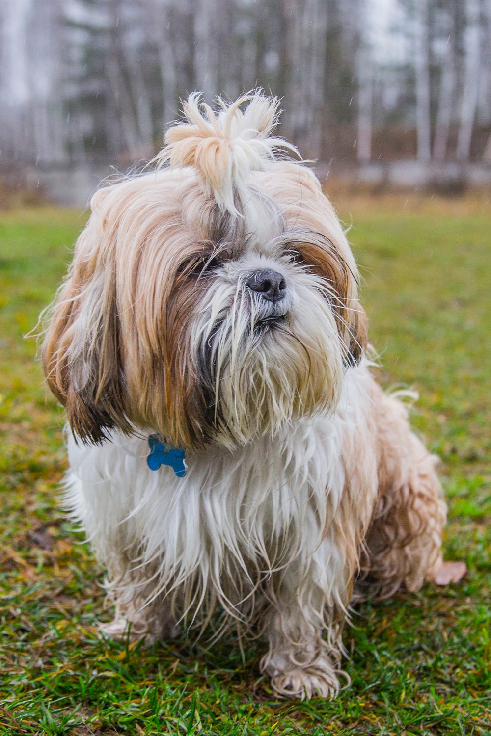 Cute Shih Tzu Dogs (25 Sensational Shih Tzus) - Talk to Dogs