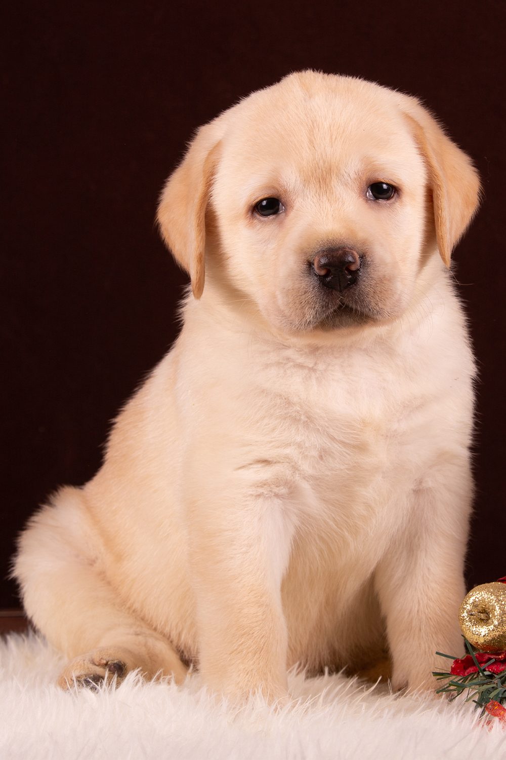 Labrador Retriever Puppies (25 cute and cuddly pups) - Talk to Dogs