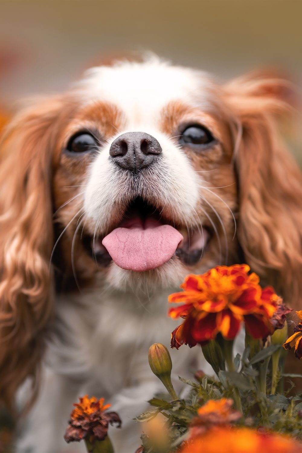 Cavalier King Charles Spaniel (18 Cute Cavies) - Talk to Dogs