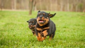 How Fast Can A Rottweiler Run? - Talk to Dogs